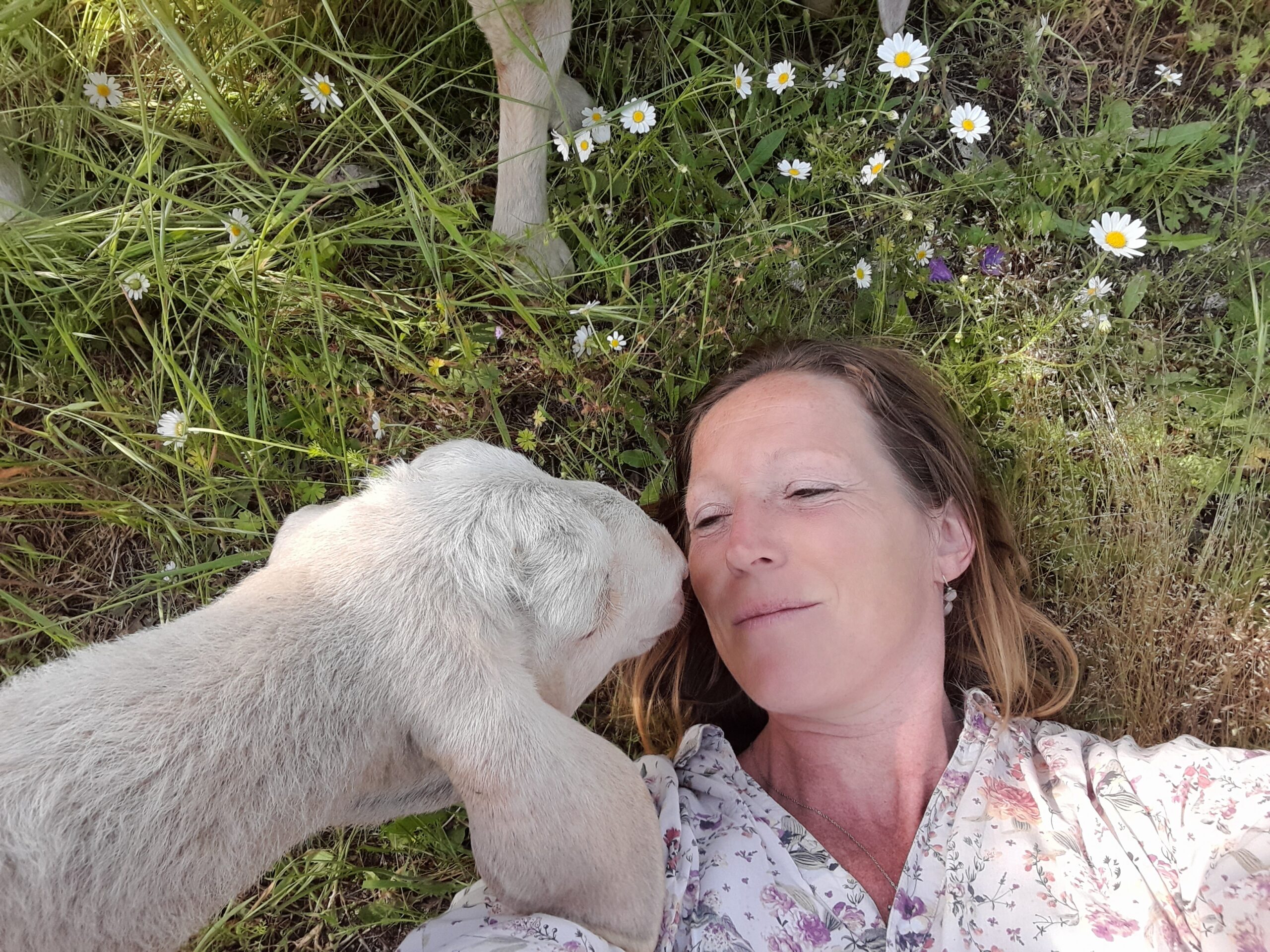 Why Sheep? | Faith Canter – Living Simply